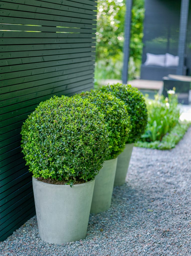 Formklippta klot i trädgården. | Levins Trädgård & Design